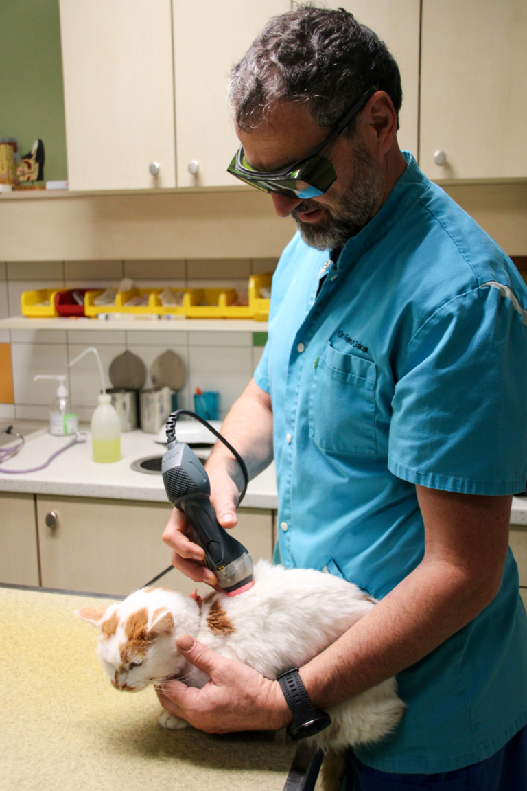 Laser thérapeutique - Leman Vet