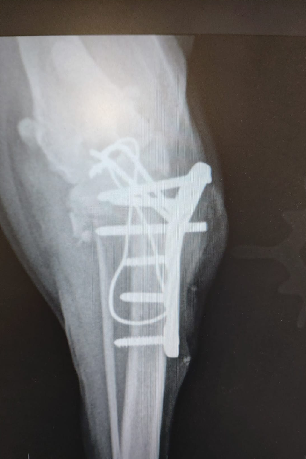 Orthopédie - Leman Vet